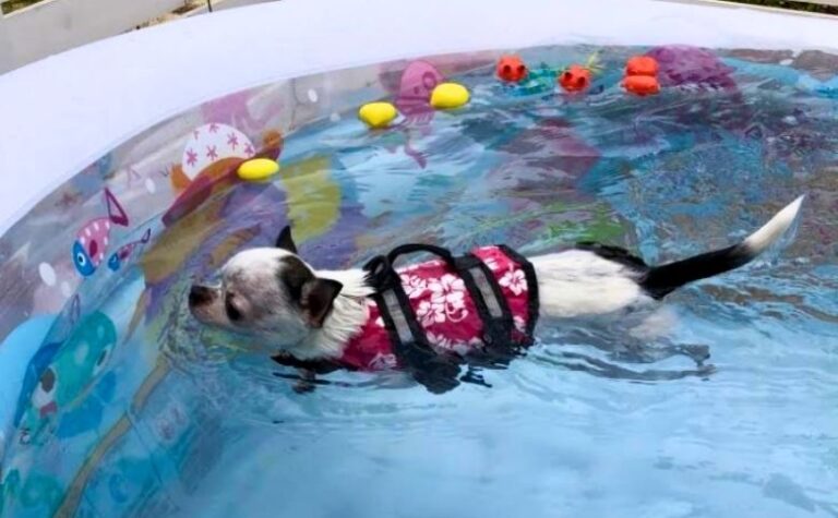 出雲エリアで愛犬と行きたい！犬連れOKのお出かけスポット14選 | JIMOHACK（ジモハック）出雲版