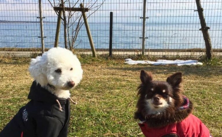 出雲エリアで愛犬と行きたい！犬連れOKのお出かけスポット14選 | JIMOHACK（ジモハック）出雲版